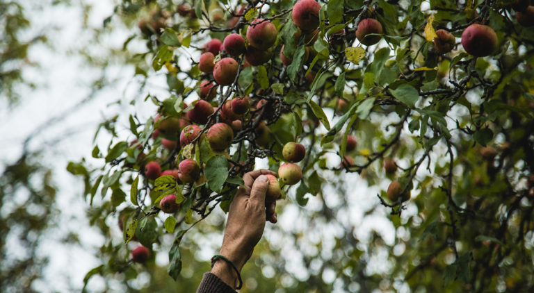 Fun Facts About Cider Apples, History and Benefits | Cider in Love